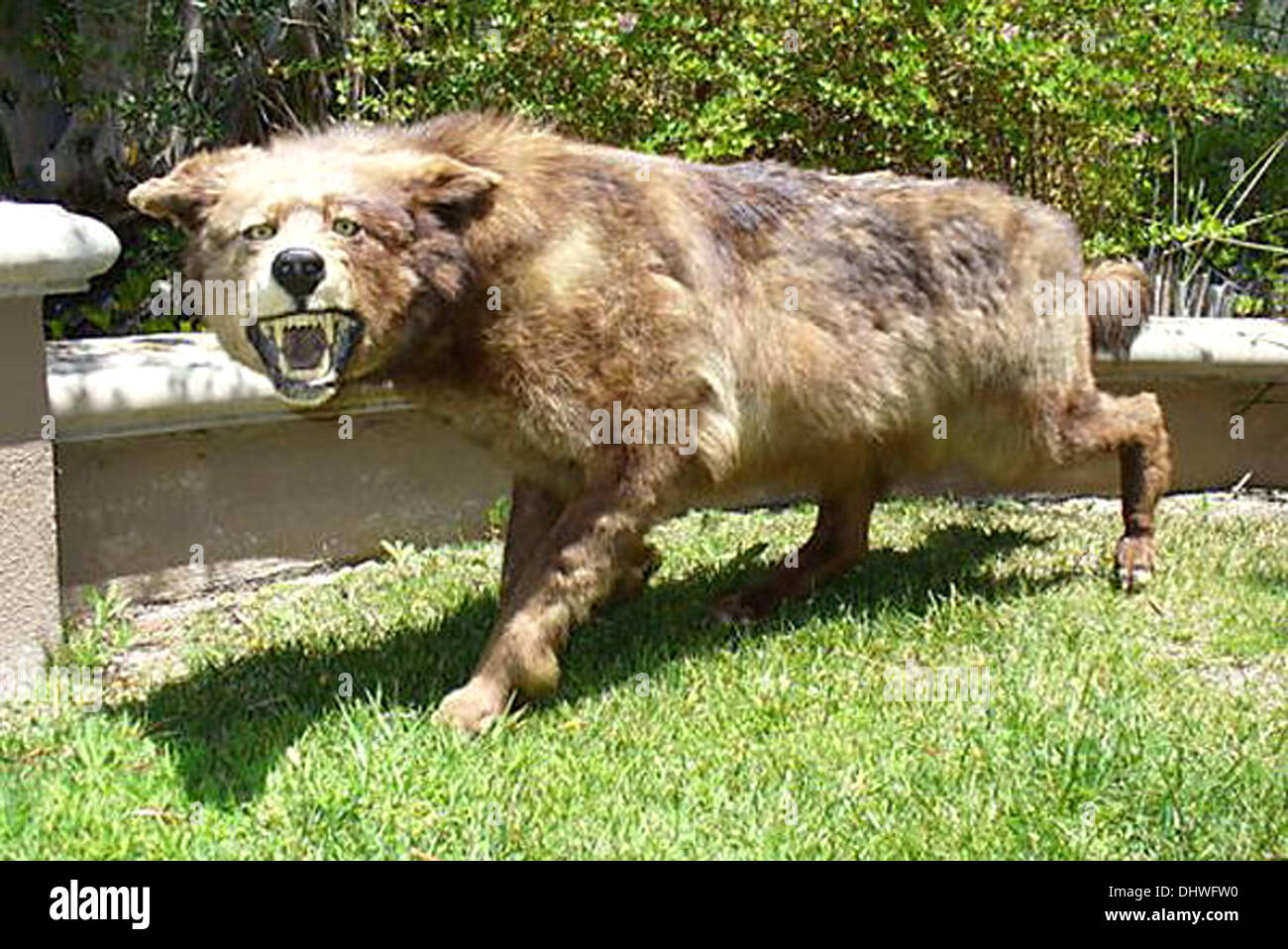 ALL CREATURES GREAT AND CRUEL When taxidermy goes horribly wrong, the ...
