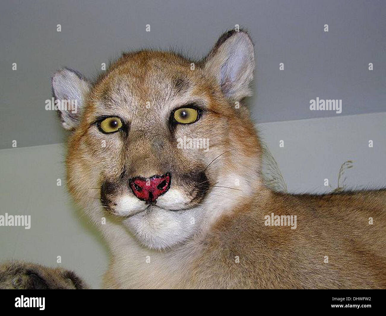 Taxidermy Animals Gone Wrong