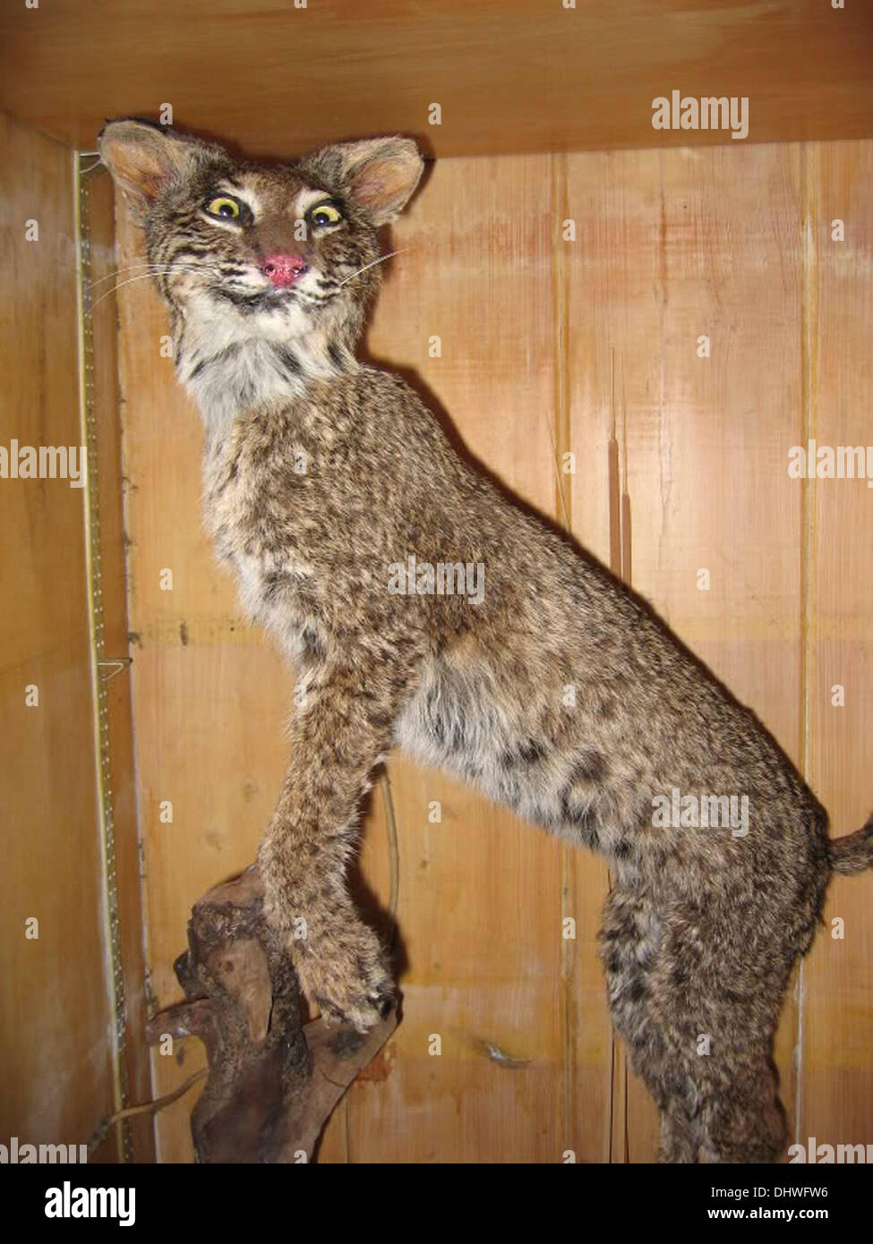 ALL CREATURES GREAT AND CRUEL When taxidermy goes horribly wrong, the ...
