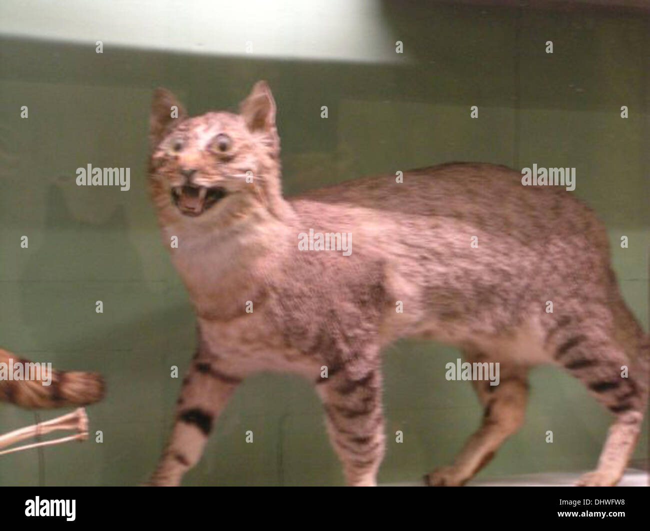 ALL CREATURES GREAT AND CRUEL When taxidermy goes horribly wrong, the ...