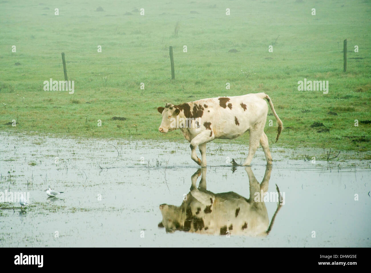 Cows with reflection hi-res stock photography and images - Alamy