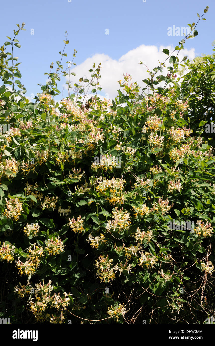 Pergola kletterer hi-res stock photography and images - Alamy