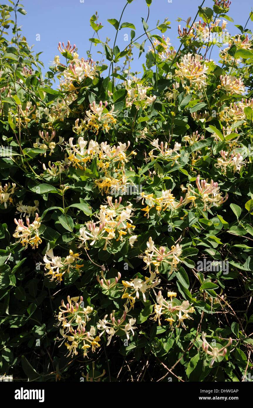 Pergola kletterer hi-res stock photography and images - Alamy