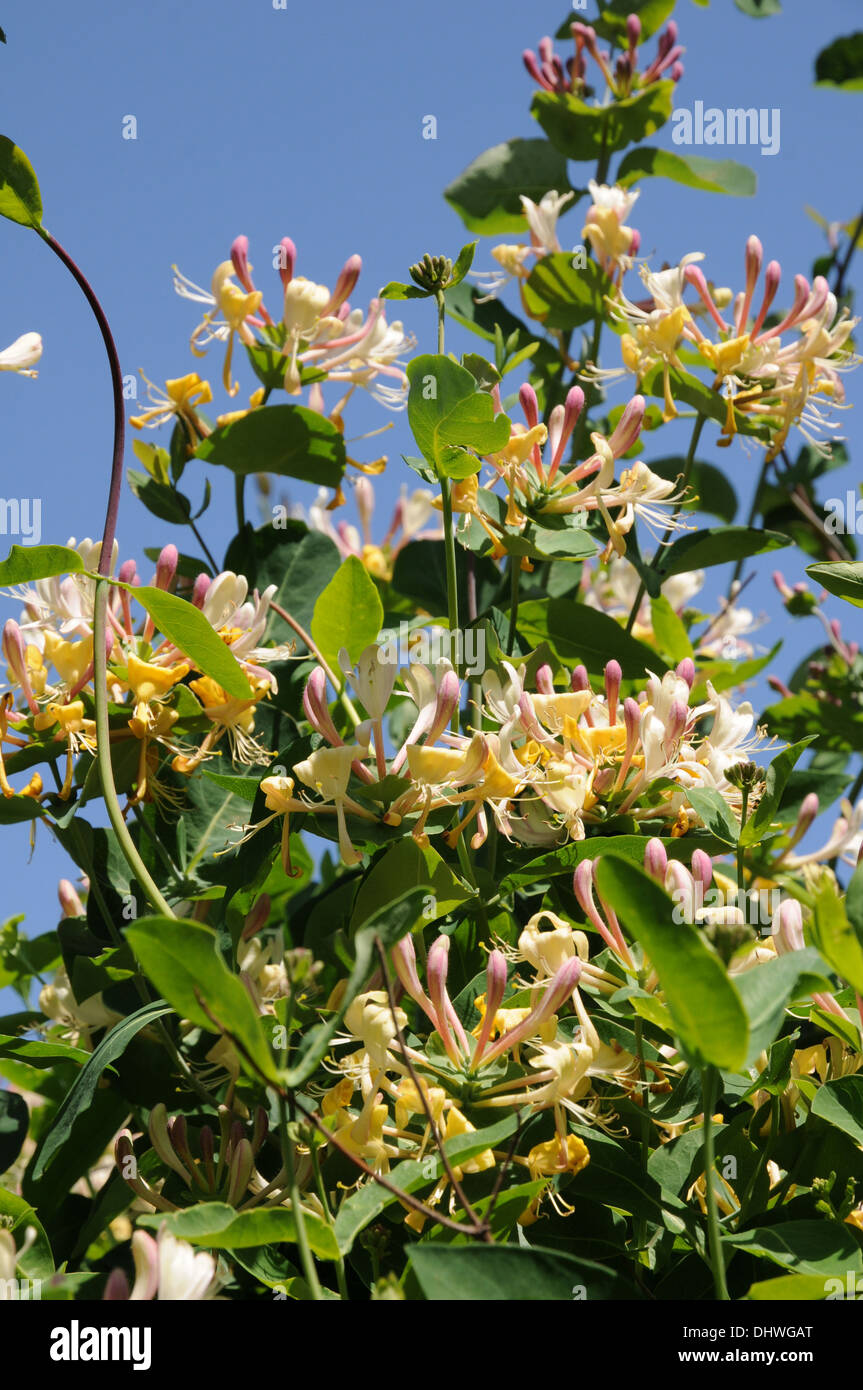 Pergola kletterer hi-res stock photography and images - Alamy