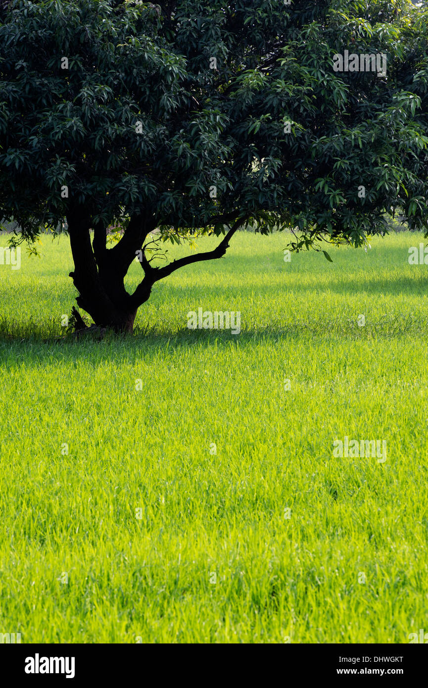 Mangifera indica. Mango trees in a rice paddy field in the Indian ...