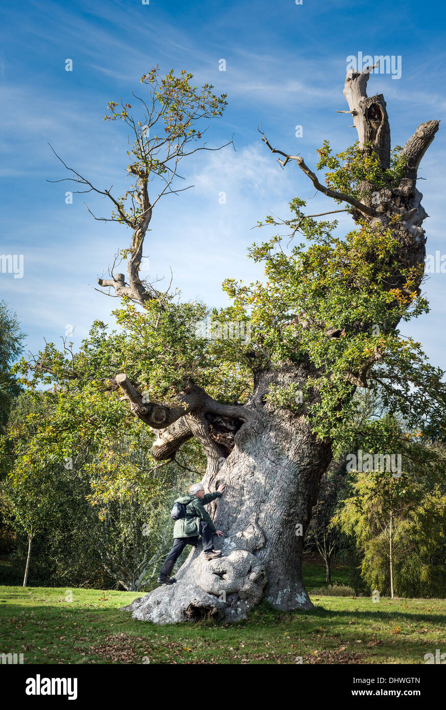 belying his age, a white haired male sets out to climb a tree trunk ...