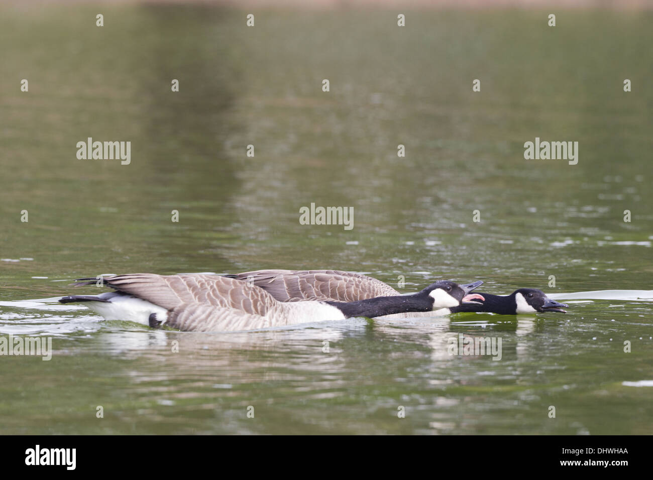Transverse border hi-res stock photography and images - Alamy