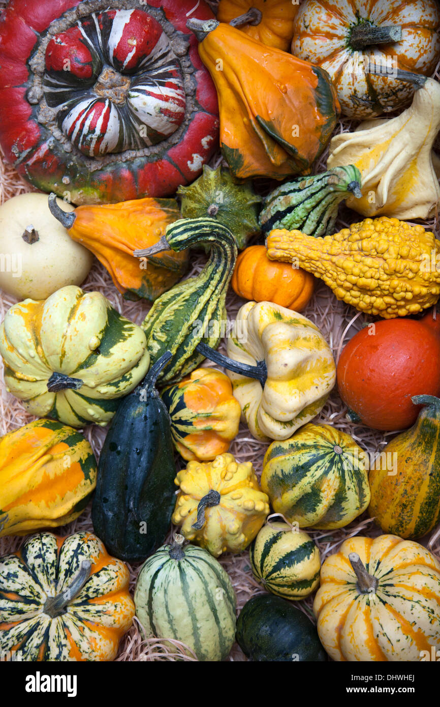 Selection of Gourds Stock Photo - Alamy