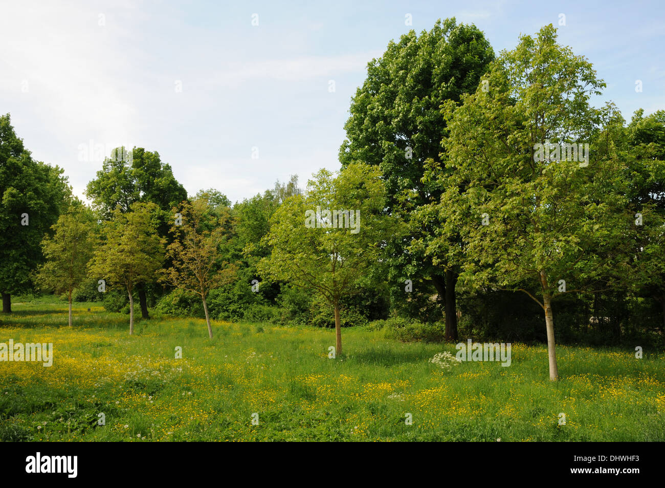 Walnut tree hi-res stock photography and images - Alamy