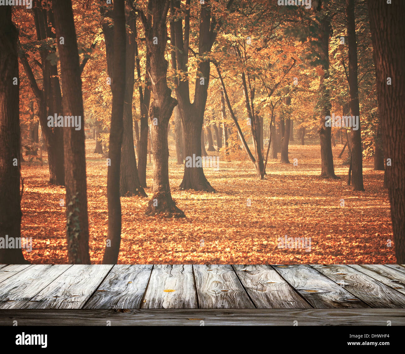 Beautiful autumn forest with wooden floor Stock Photo - Alamy