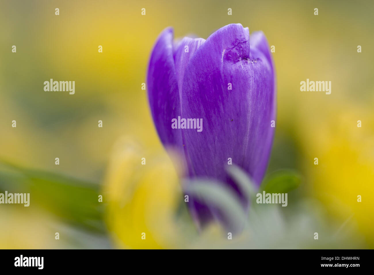 Botanisch crocus hi-res stock photography and images - Alamy