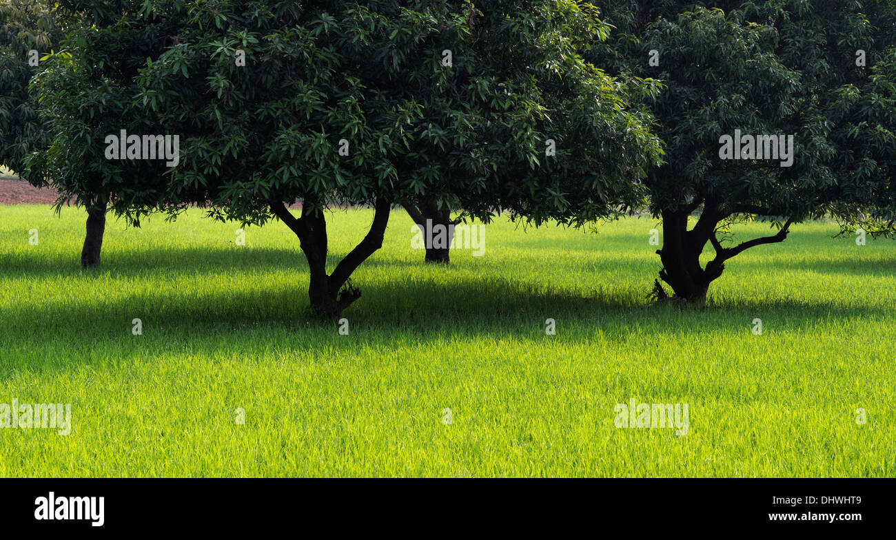 Cultivating mangos hi-res stock photography and images - Alamy