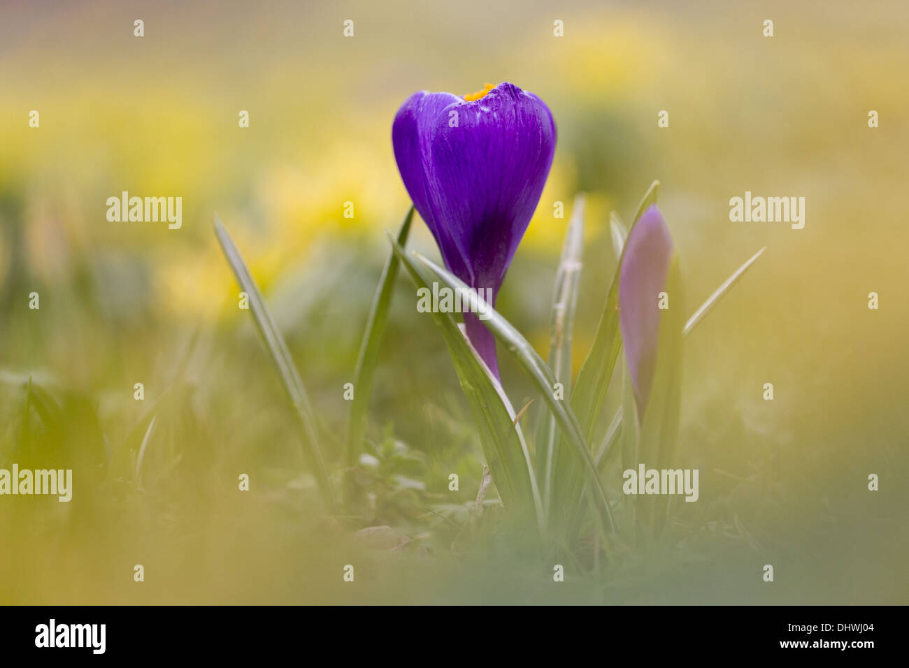 Botanisch crocus hi-res stock photography and images - Alamy