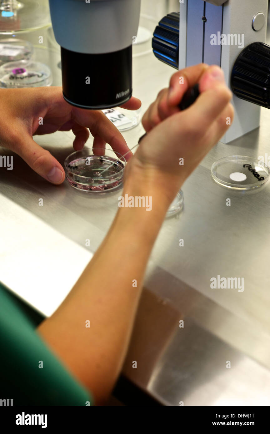 Ivf embryo testing hi-res stock photography and images - Alamy