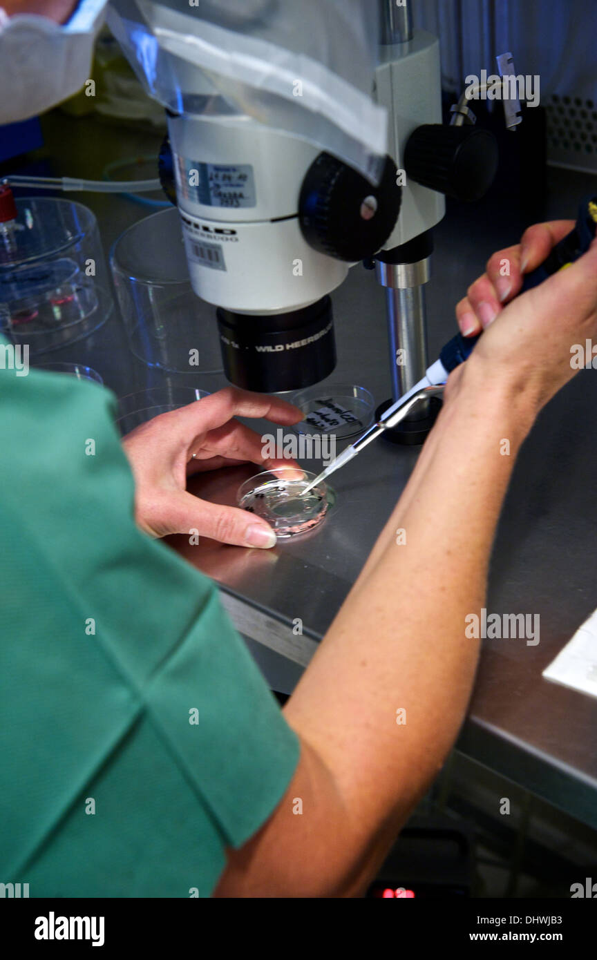 Human ovum light microscope hi-res stock photography and images - Alamy