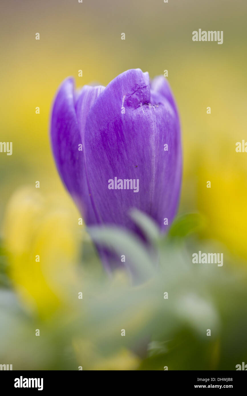 Botanisch crocus hi-res stock photography and images - Alamy