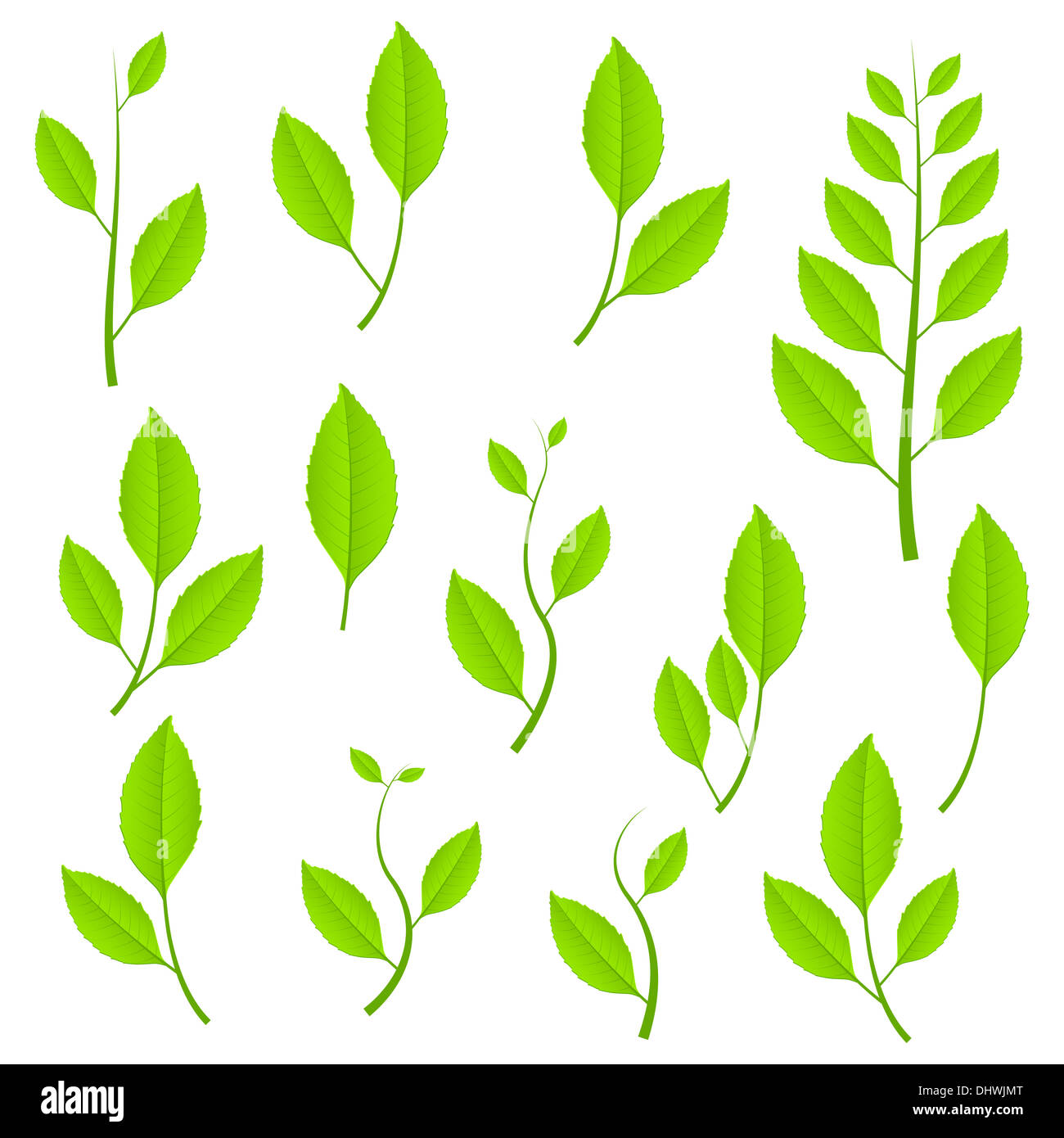 Green leafs set on a white background. Vector illustration Stock Photo ...