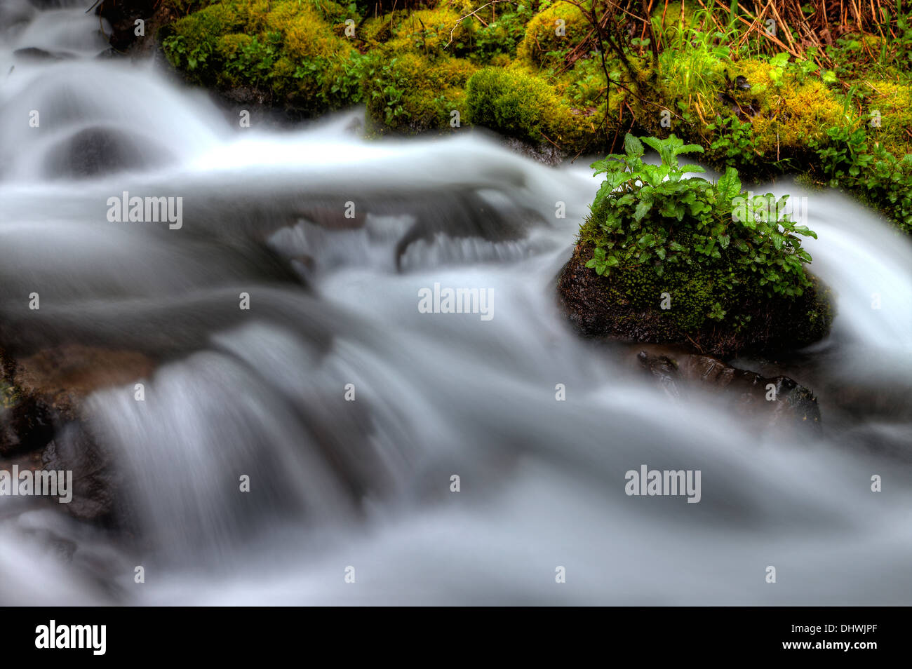 columbia river gorge Oregon blurred river ferns and lush Stock Photo ...