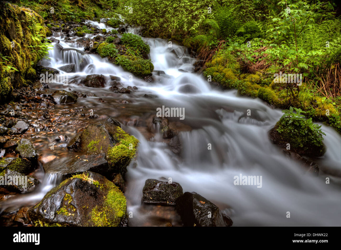columbia river gorge Oregon blurred river ferns and lush Stock Photo ...