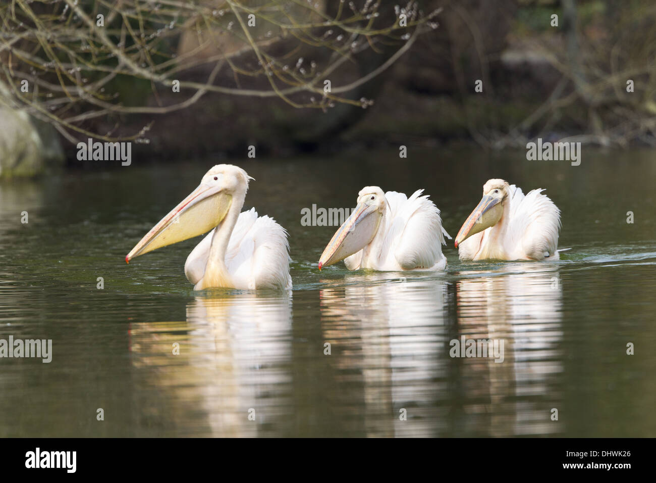 Pelicans (Pelecanus onocrotalus Stock Photo - Alamy