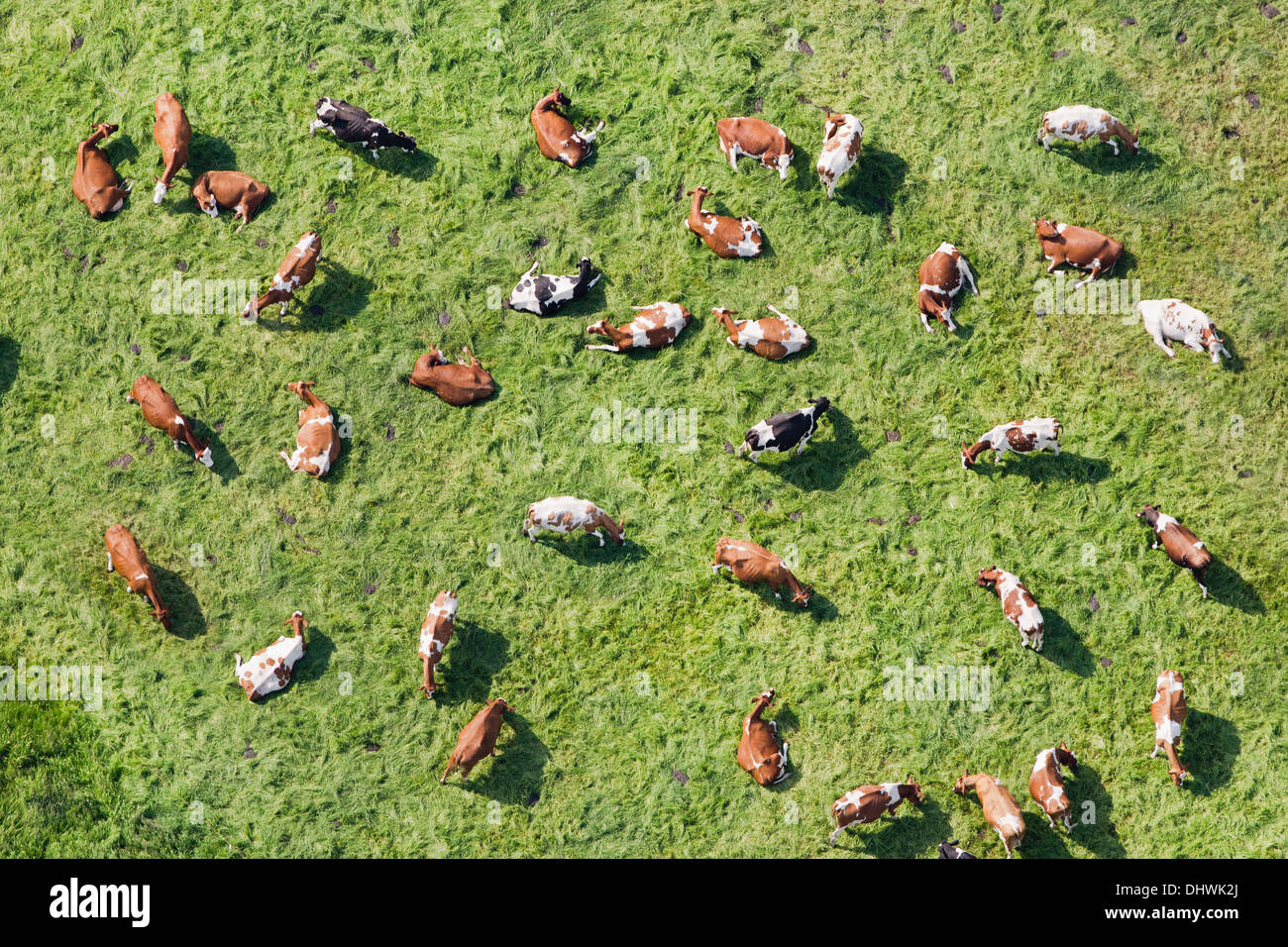 Farm animals aerial view hi-res stock photography and images - Alamy