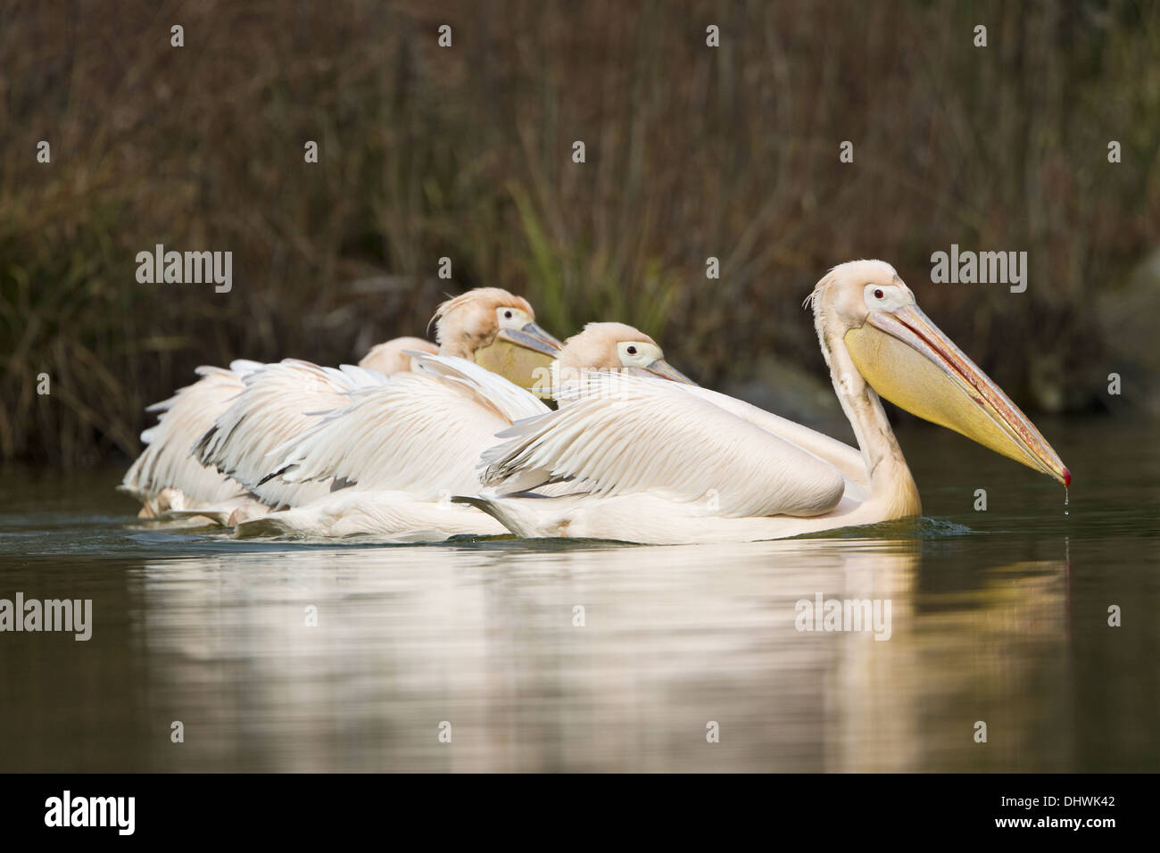 Pelicans (Pelecanus onocrotalus Stock Photo - Alamy