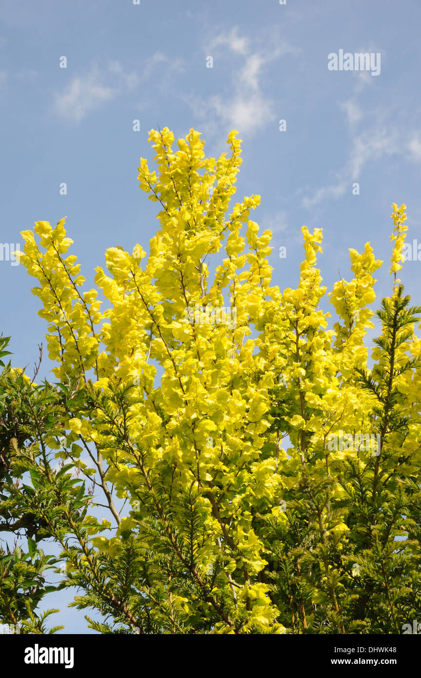 Golden Elm Tree Stock Photos & Golden Elm Tree Stock Images - Alamy