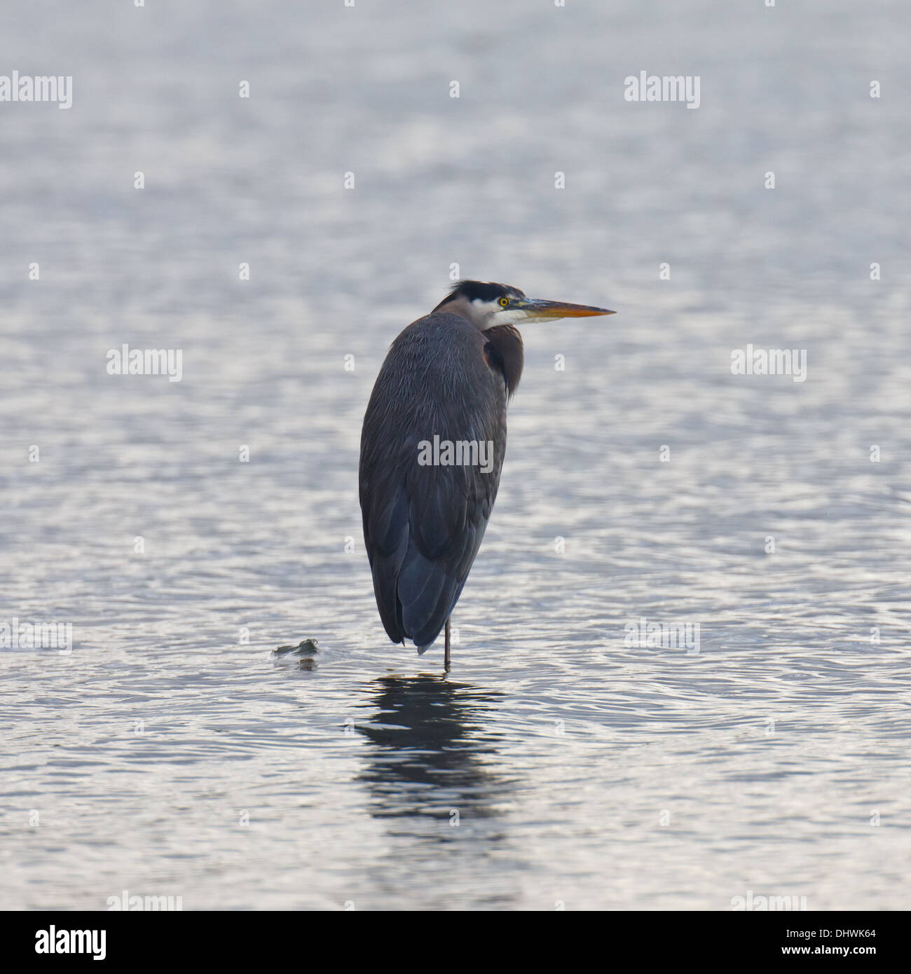 A Great Blue Heron balancing on one leg in calm water with a watchful ...