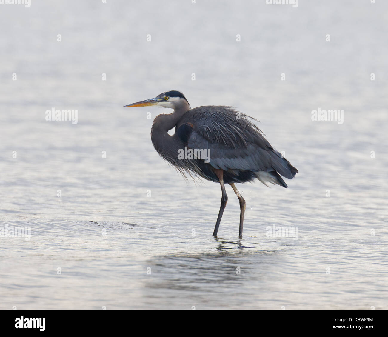 Wading wildlife hi-res stock photography and images - Alamy