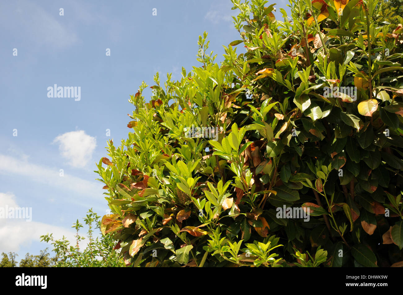 Kirschlorbeer prunus laurocerasus hi-res stock photography and images ...