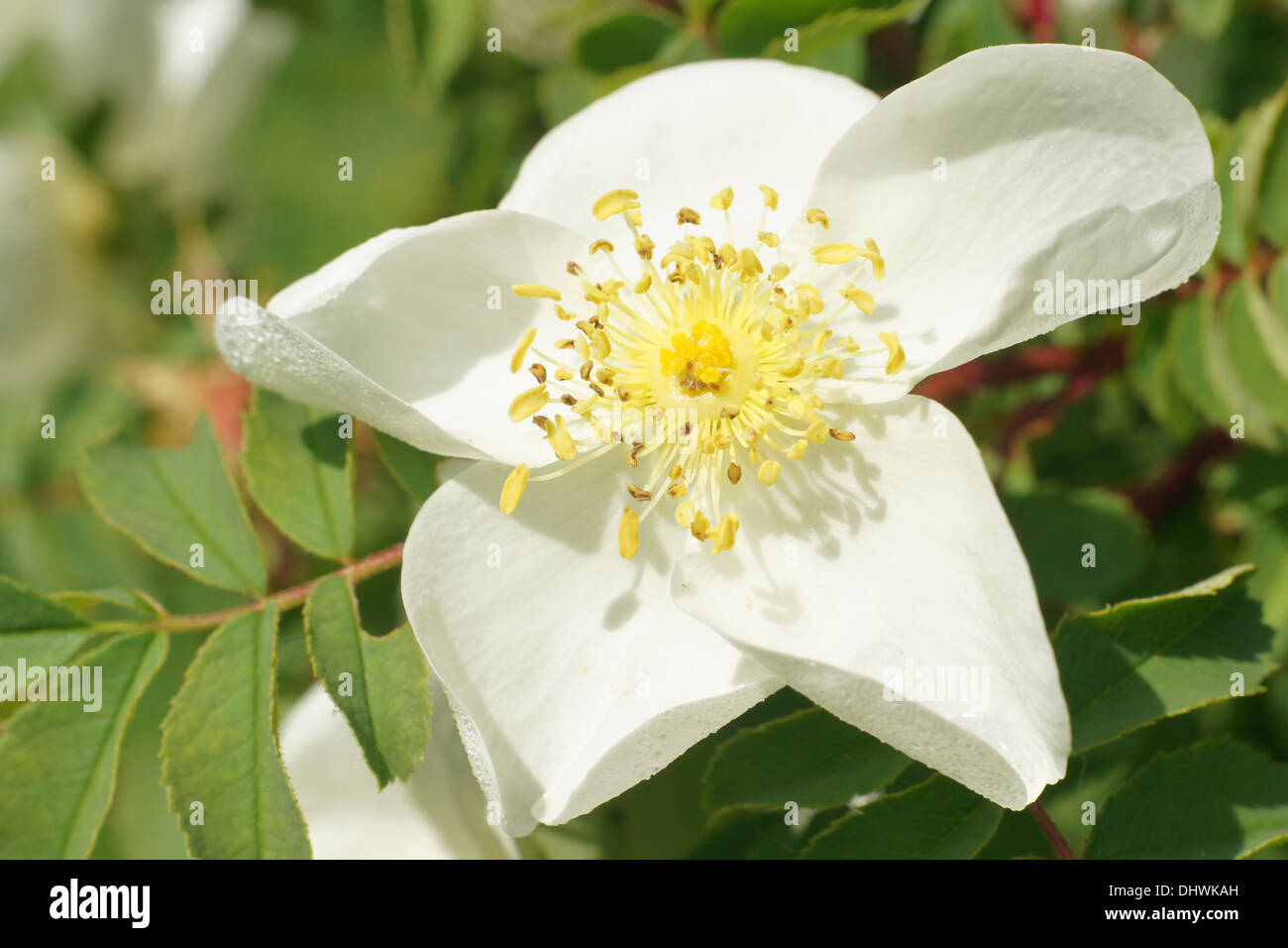 Rosa pimpinellifolia blumen hi-res stock photography and images - Alamy