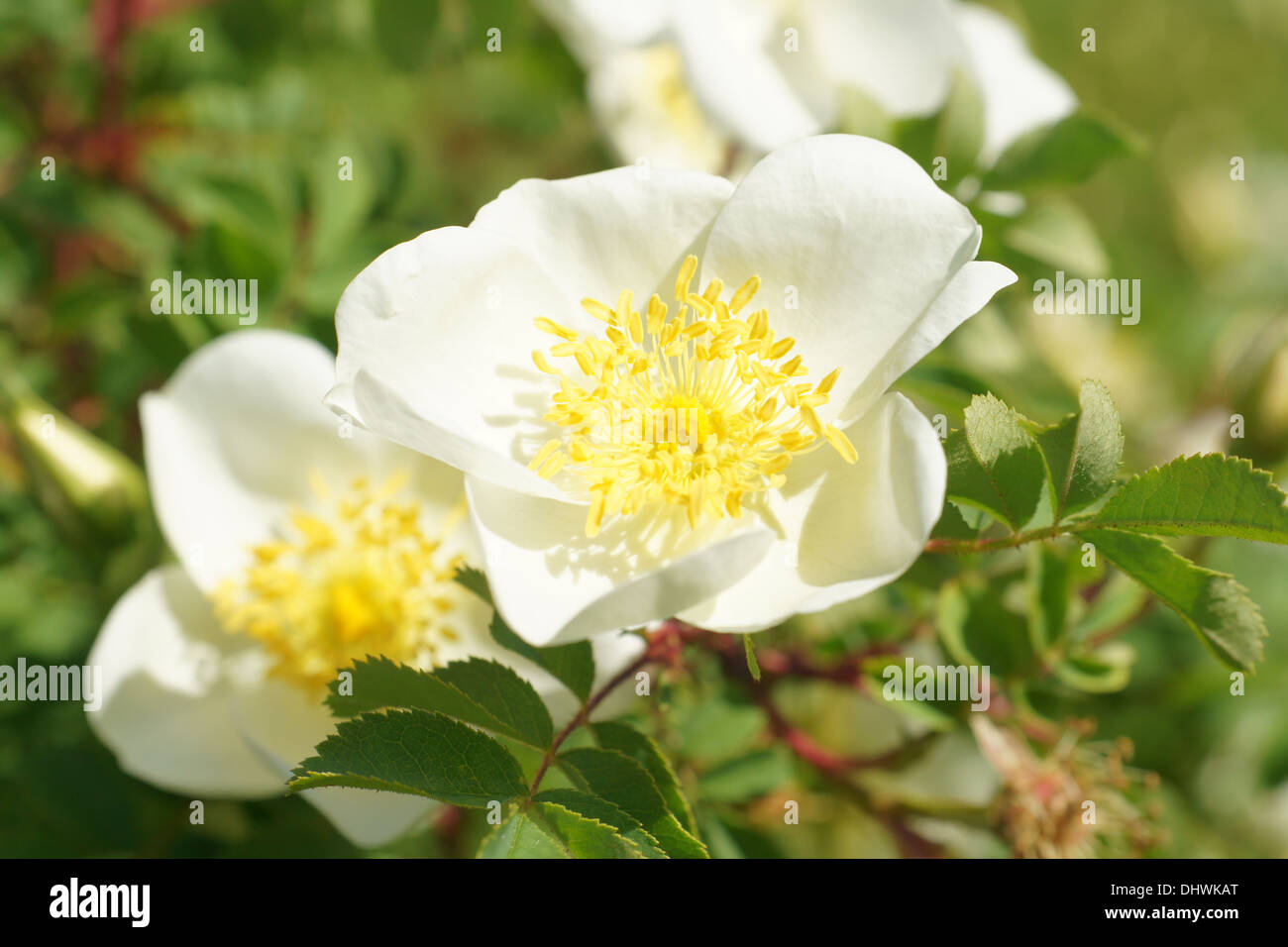 Bibernellrose hi-res stock photography and images - Alamy