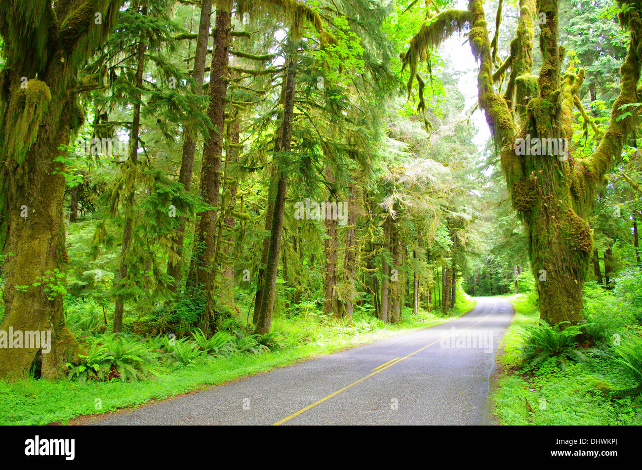 Giant trees hi-res stock photography and images - Alamy