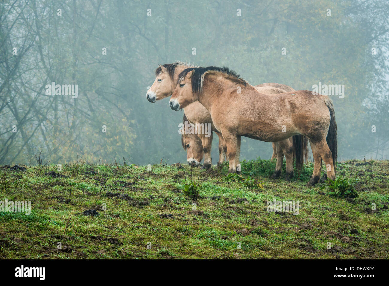 Konik paarden hi-res stock photography and images - Alamy