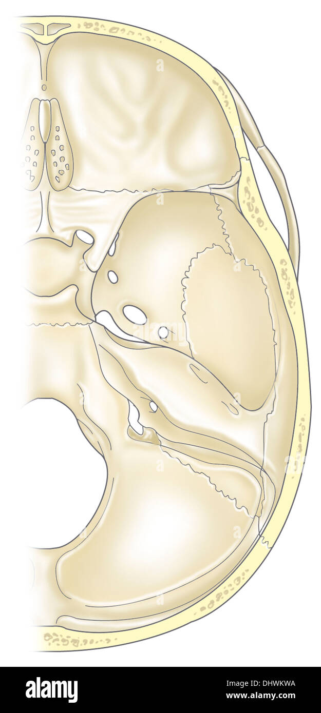 Bones of the calvarium hi-res stock photography and images - Alamy