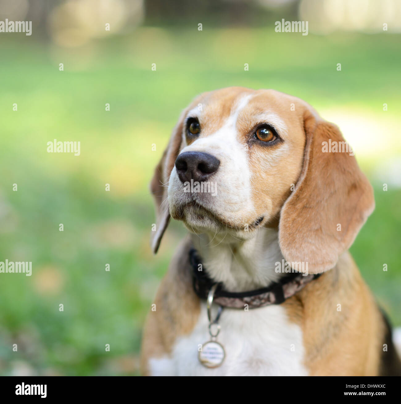 Beautiful Beagle dog portrait outdoors Stock Photo - Alamy