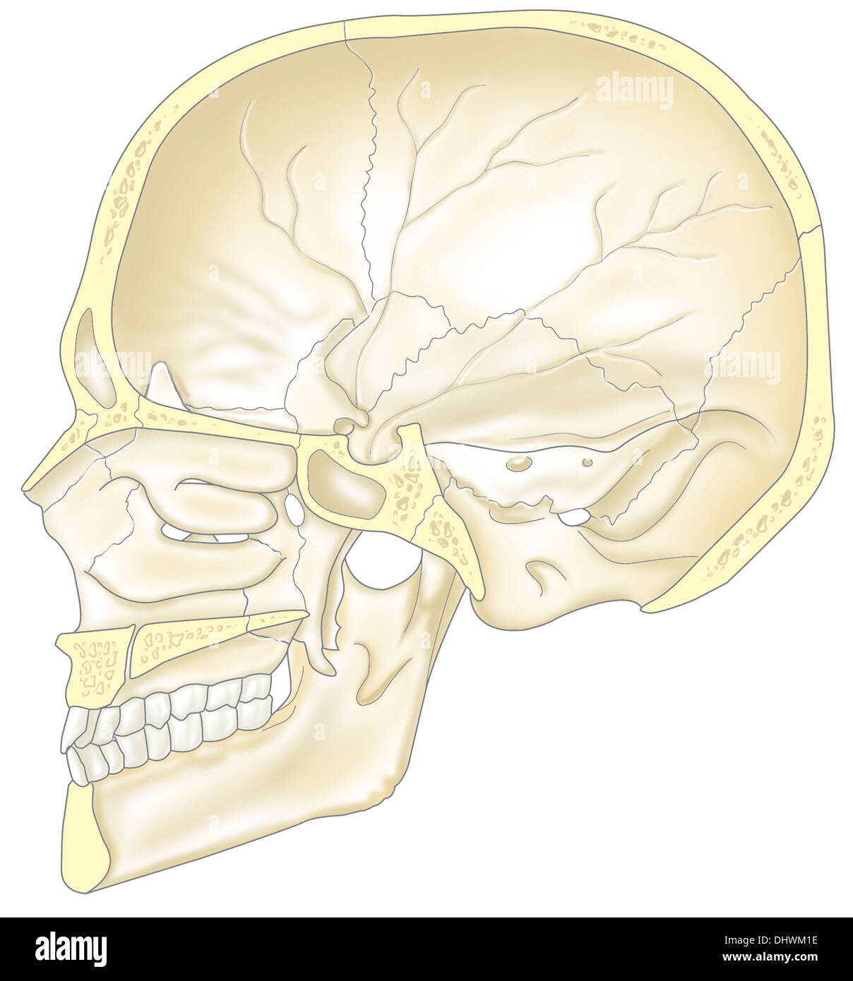 Side angle skull hi-res stock photography and images - Alamy