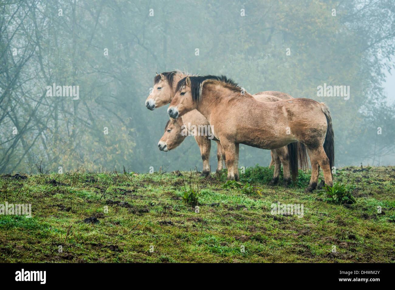 Konik paarden hi-res stock photography and images - Alamy
