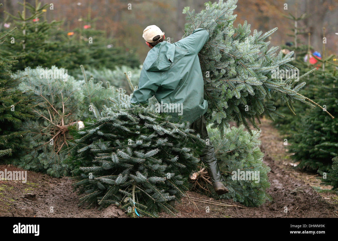 A lumberjack logs a Christmas tree with a chainsaw in his hand in ...