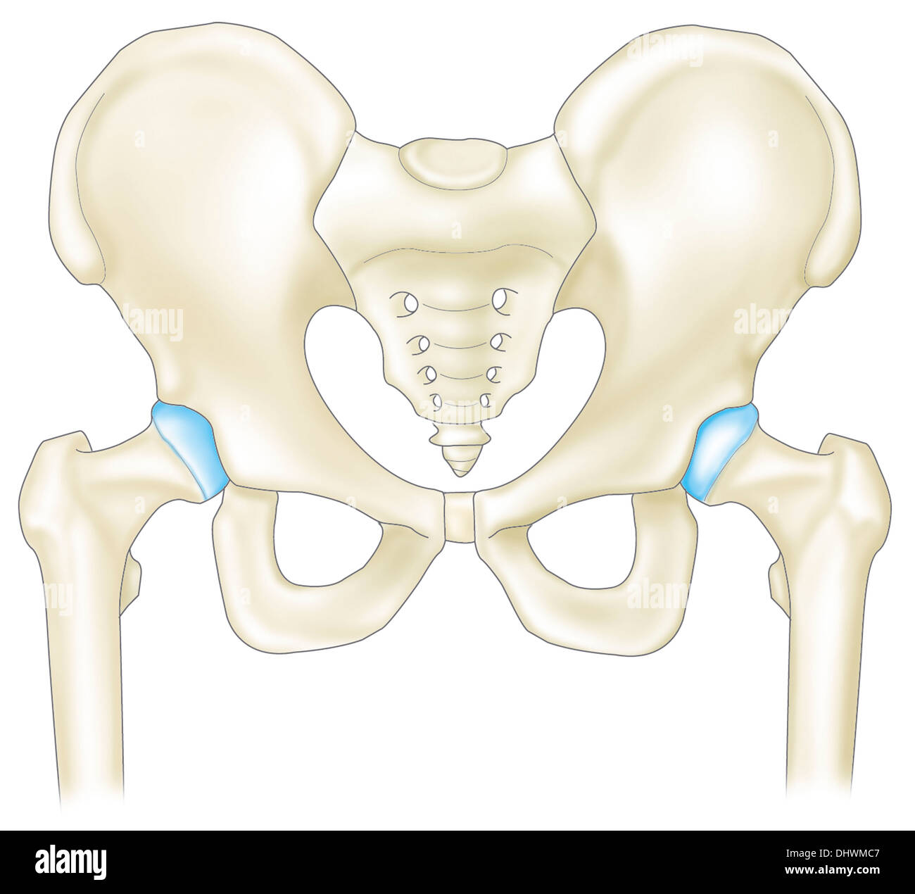 Drawing Anatomy Sacrum High Resolution Stock Photography and Images - Alamy