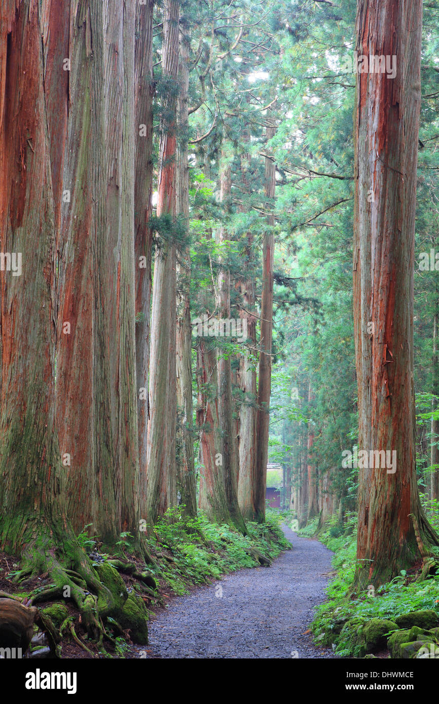 Japanese cedar tree hi-res stock photography and images - Alamy