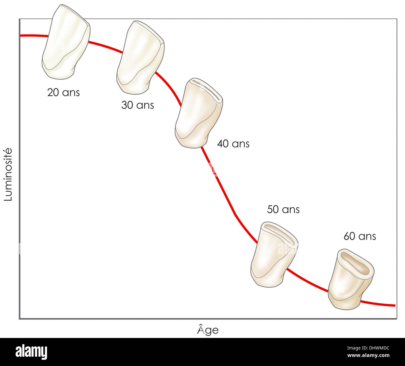 Human evolution chart hi-res stock photography and images - Alamy