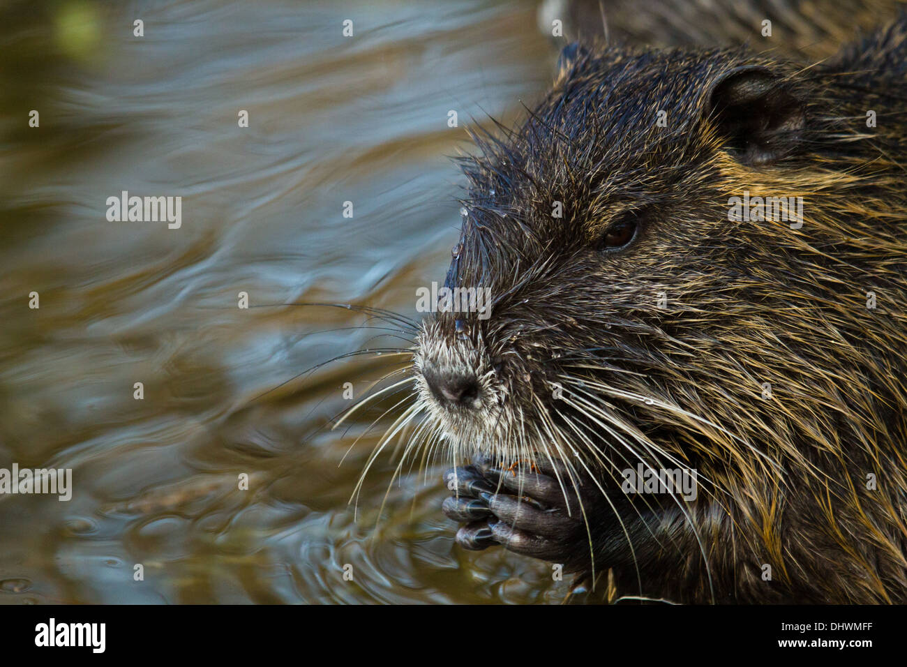 Coypu (Myocastor coypus Stock Photo - Alamy