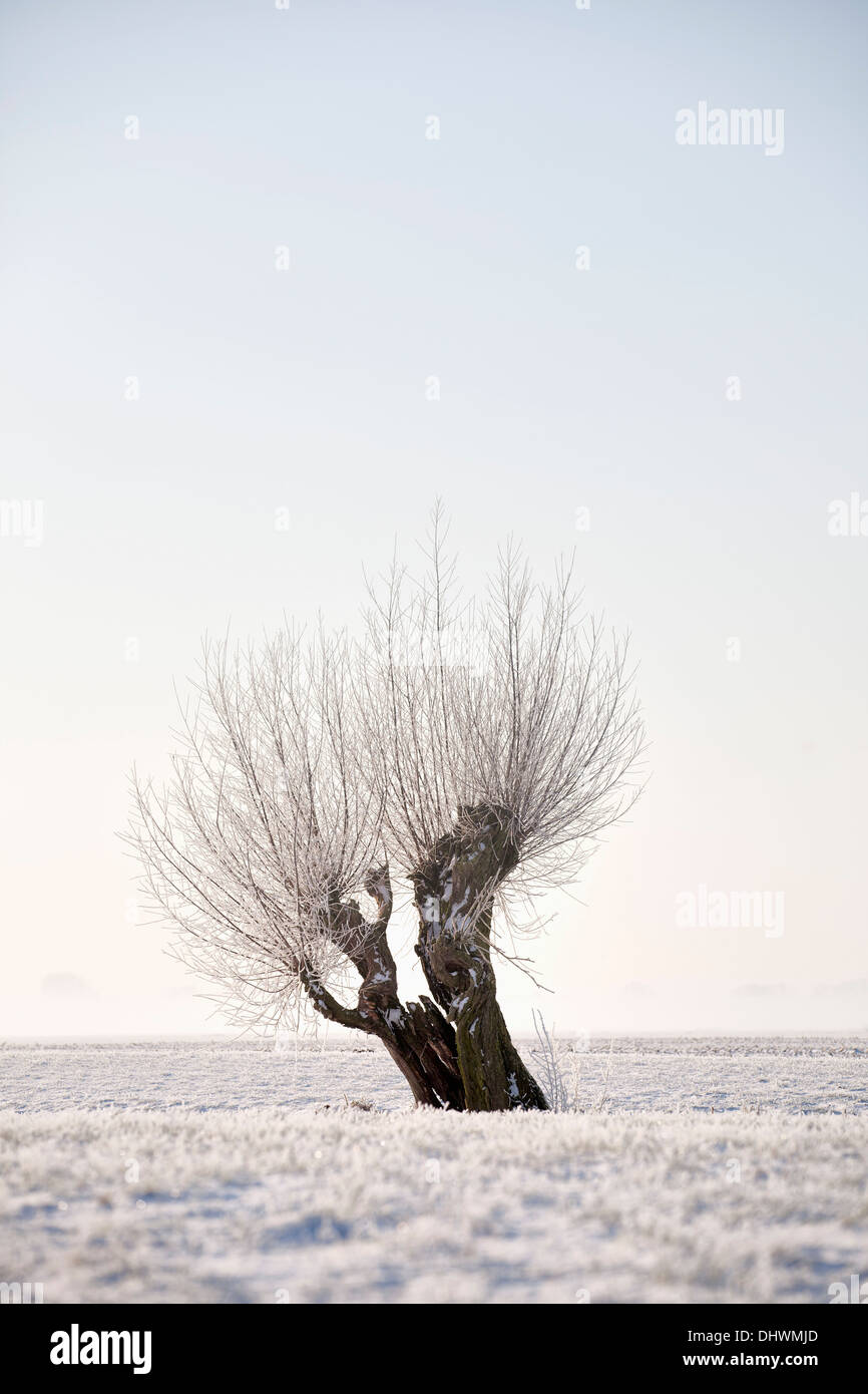 Netherlands, Zegveld. Willow tree in snow landscape Stock Photo - Alamy