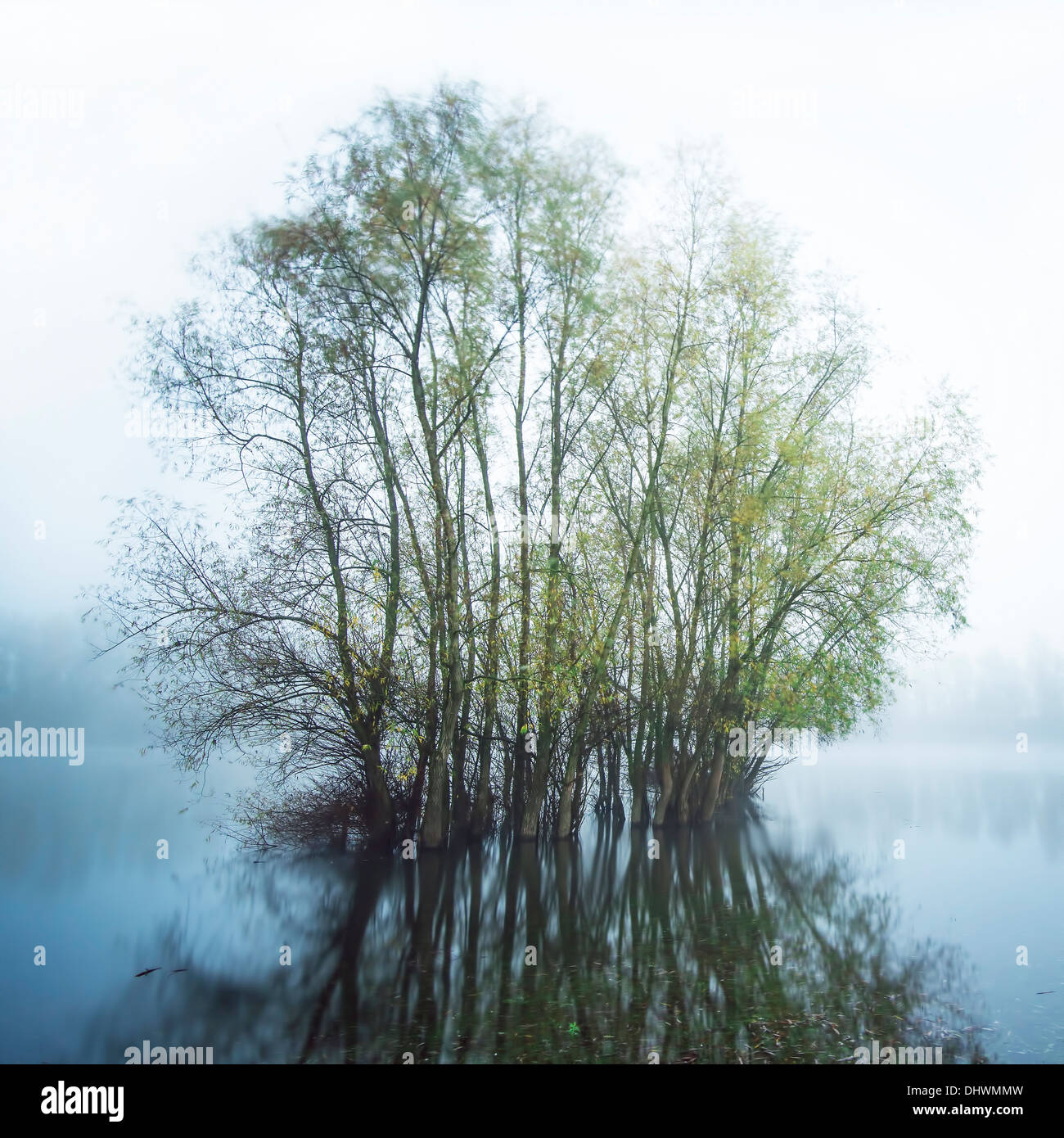 Tree reflection in water Stock Photo - Alamy