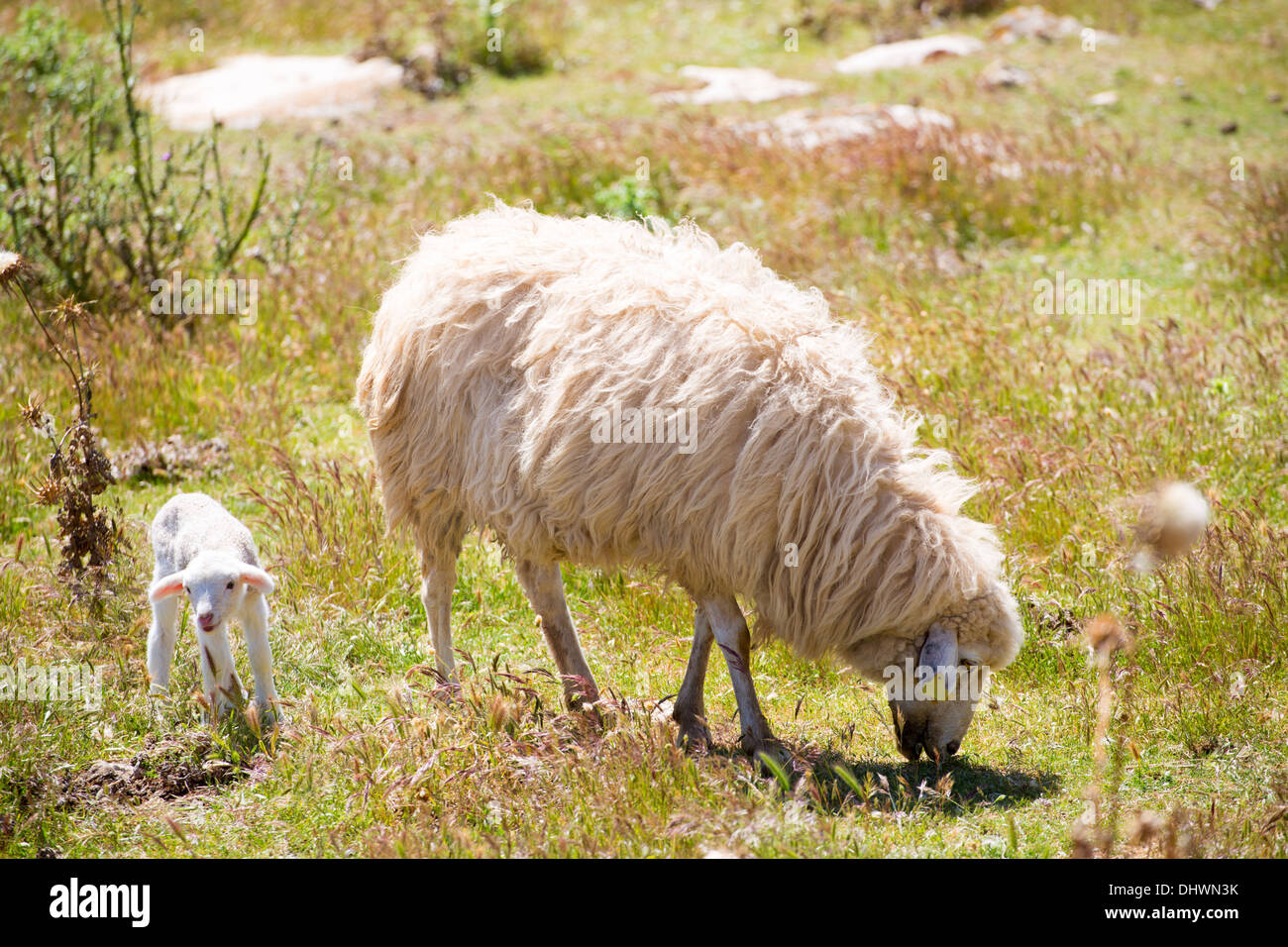 Cattle Farm Menorca Minorca High Resolution Stock Photography and ...