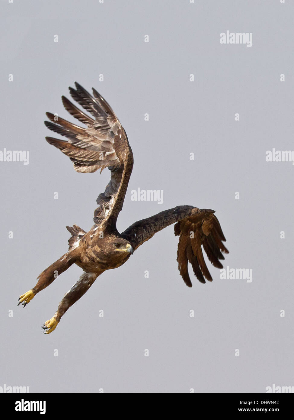 Steppe Eagle (Aquila nipalensis) taking-off near Bikaner, Rajasthan ...