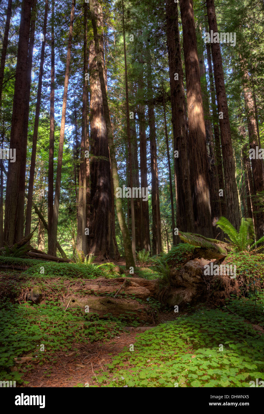 Giant redwoods hi-res stock photography and images - Alamy