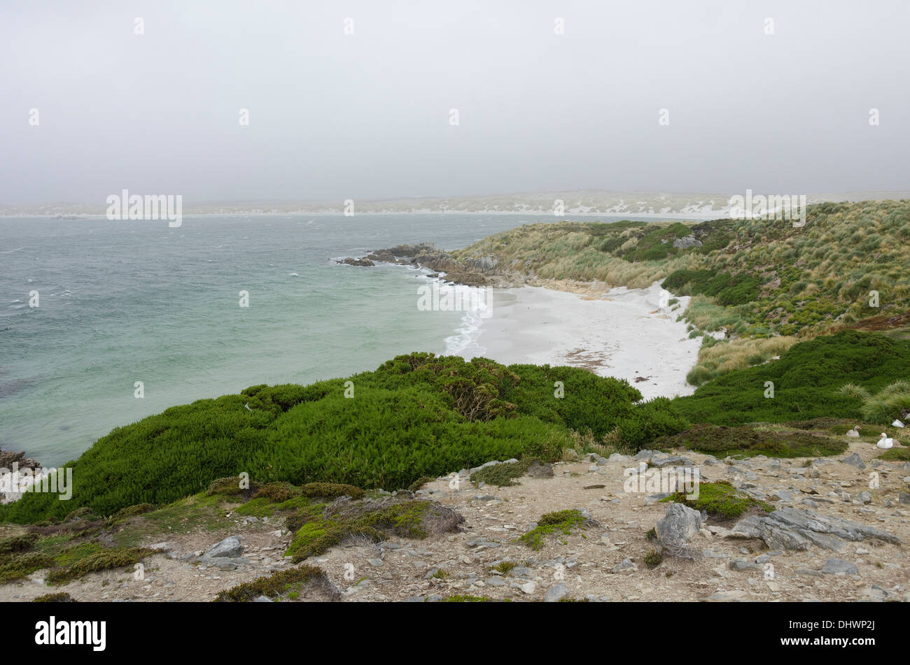 Gypsy Cove Falkland Islands Stock Photo - Alamy