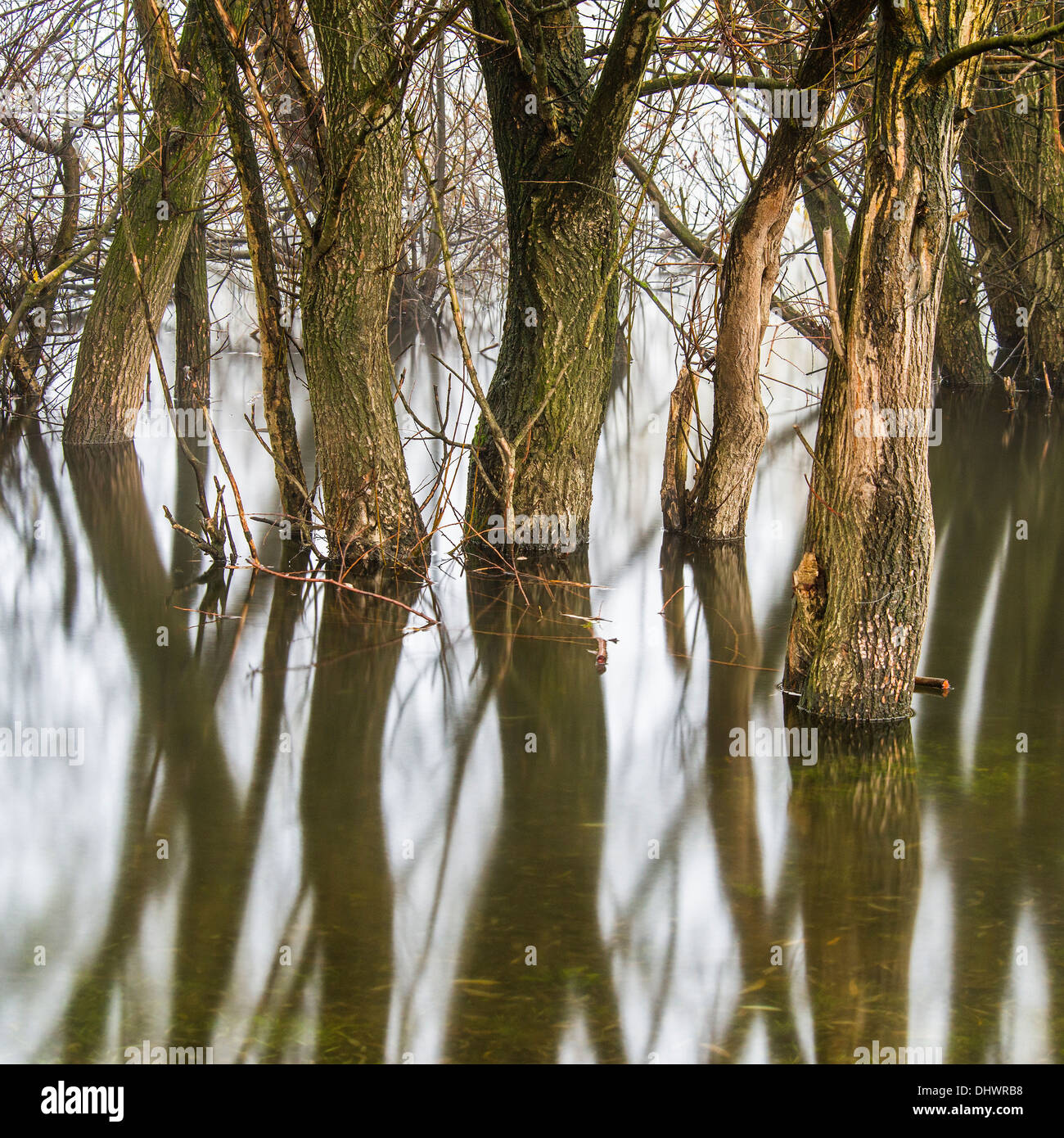 Tree reflection in water Stock Photo - Alamy